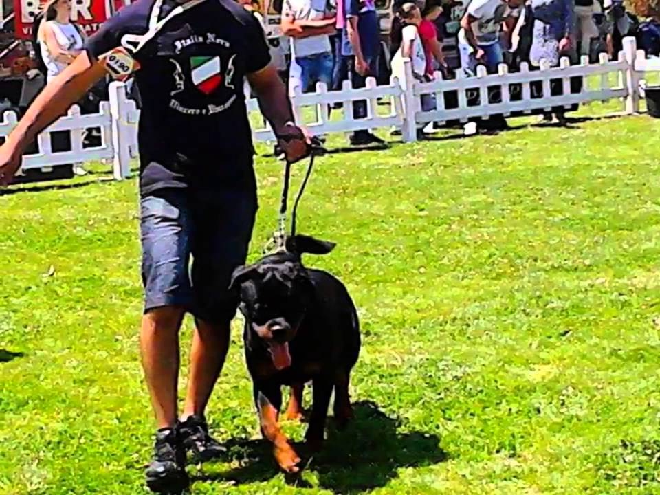 ROTTWEILER LIZZANO COLLIN ROTTKING - YouTube