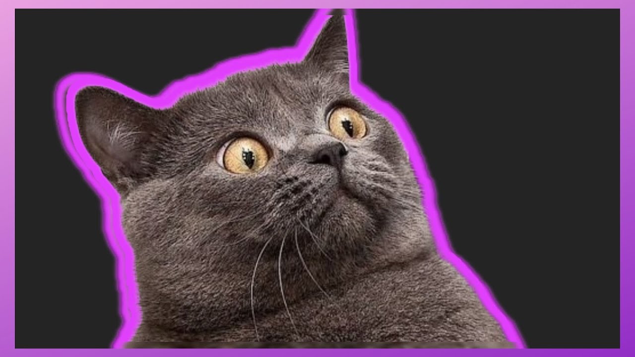 Exciting Cat and Dog Compilation #20 - Best Fun Animal Videos 2022 ...