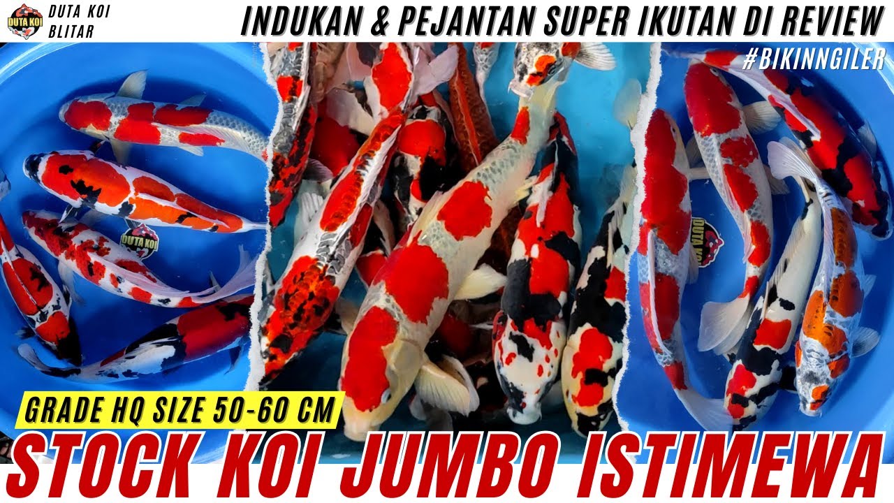 STOCK KOI SUPER SUPER SIZE 50 60 CM GRADE HQ !! BURUAN INDUKAN ...