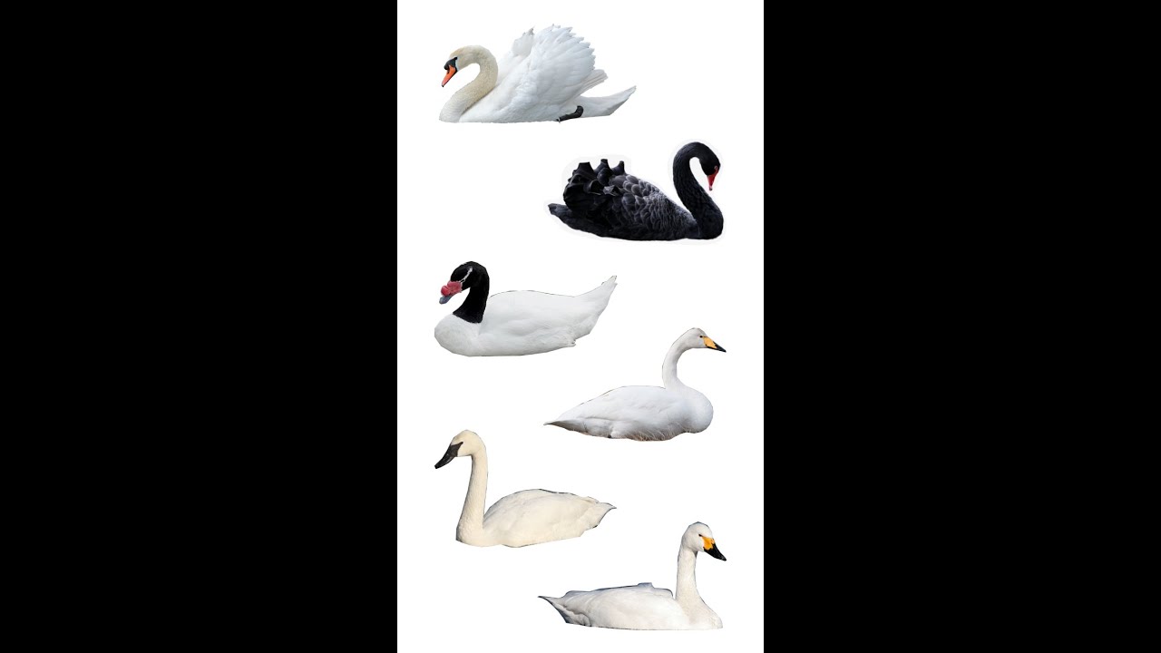 🦢 Types Of Swan | 6 Living Species Of Swan | #Swan #Shorts 🦢 - YouTube
