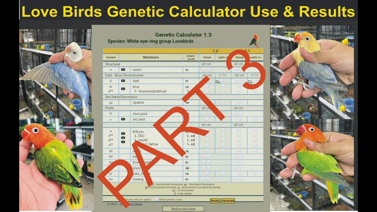 Love Birds Genetic Calculator/ Split results (Part 3). - YouTube