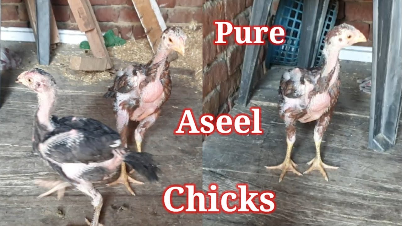 Aseel | Pure aseel chicks | असील मुर्गी के बच्चे - YouTube
