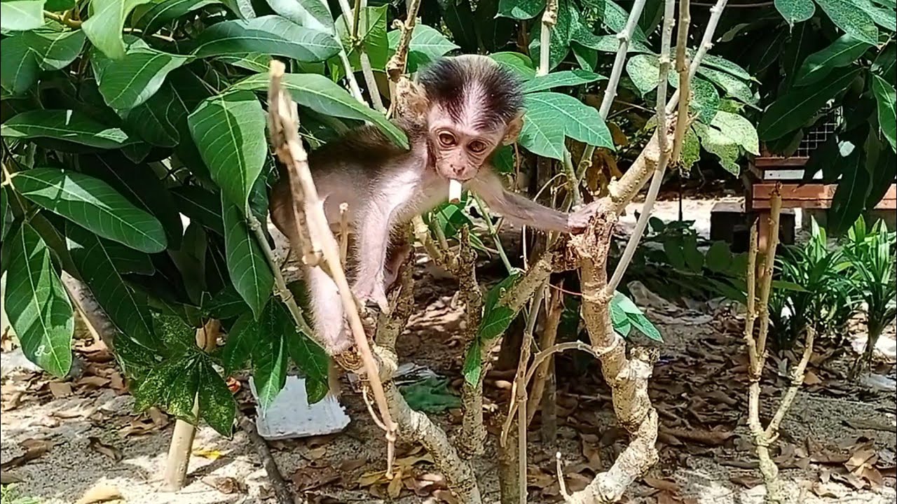 baby monkey bitten by ant - YouTube