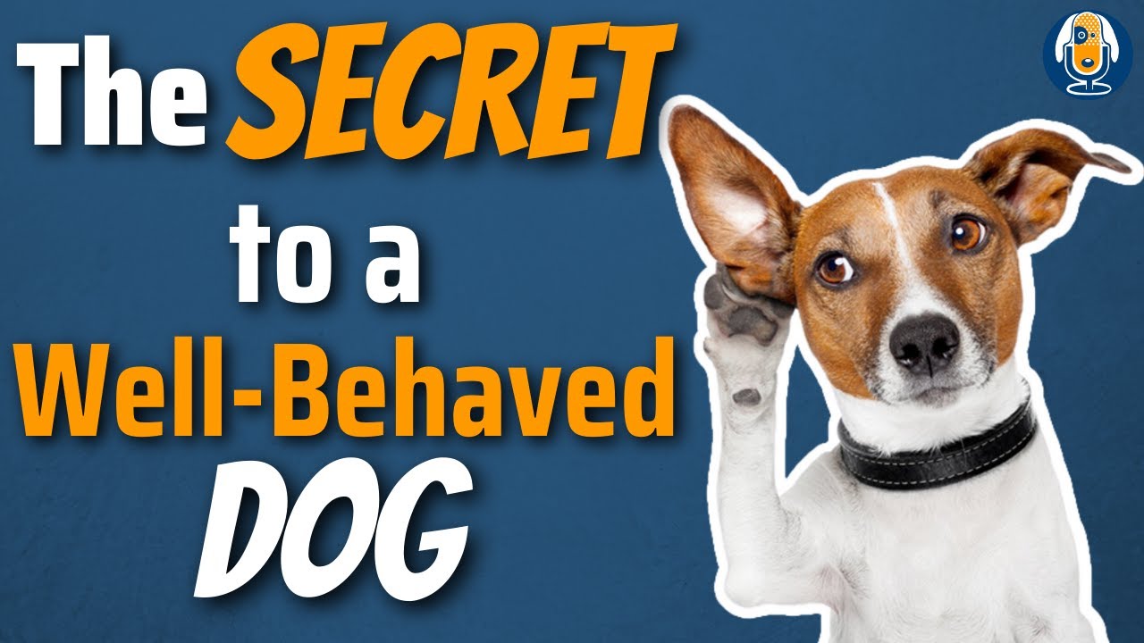 The Invisible Reason Your Dog Is Ignoring You #194 #podcast - YouTube