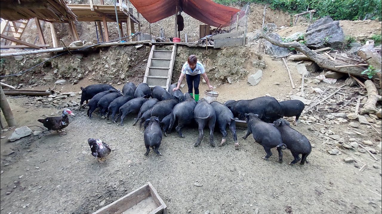 How To Cooking delicious for pig food - Daily Life In The Farm Country ...