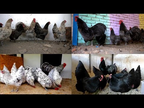 Blue Australorp + Splash Australorp first time Commercial chicken ...