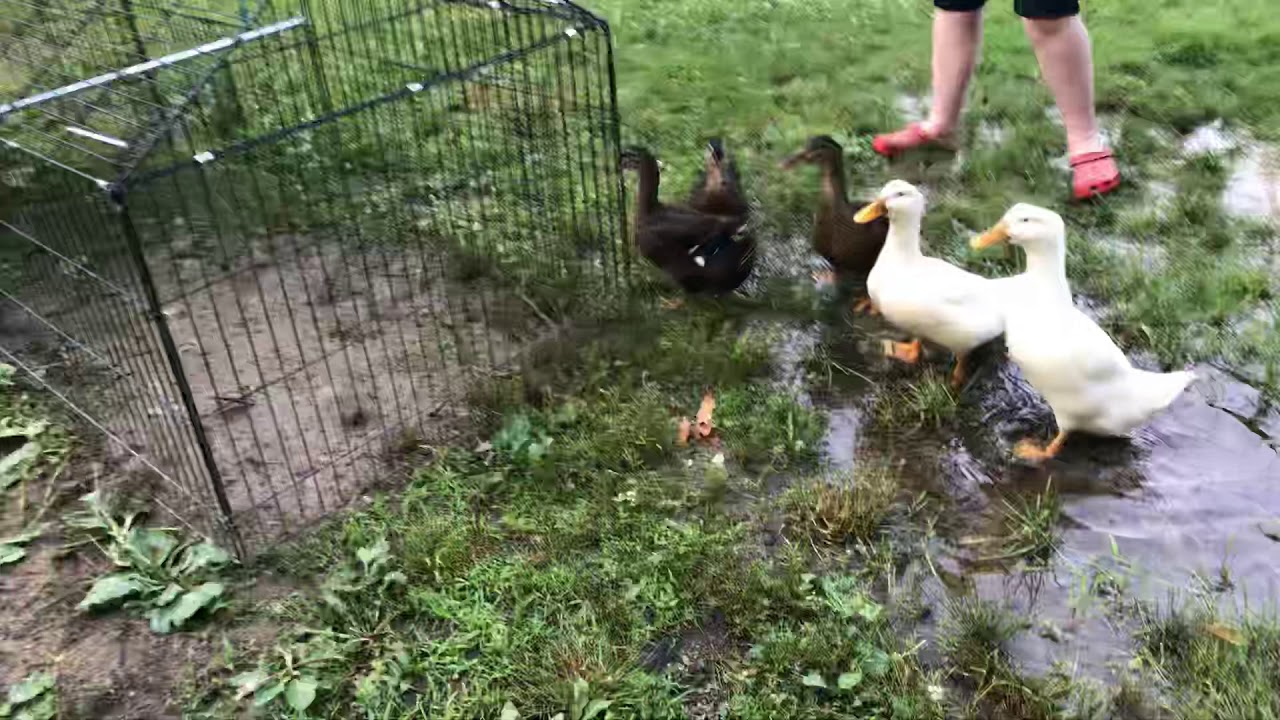 Catching the ducks - YouTube