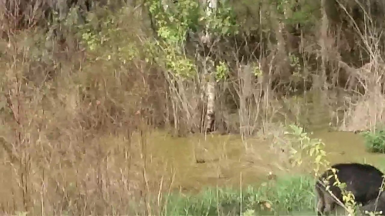 Bay N Slay Hog Hunting Outfitters Spot N Stalk in the swamp - YouTube