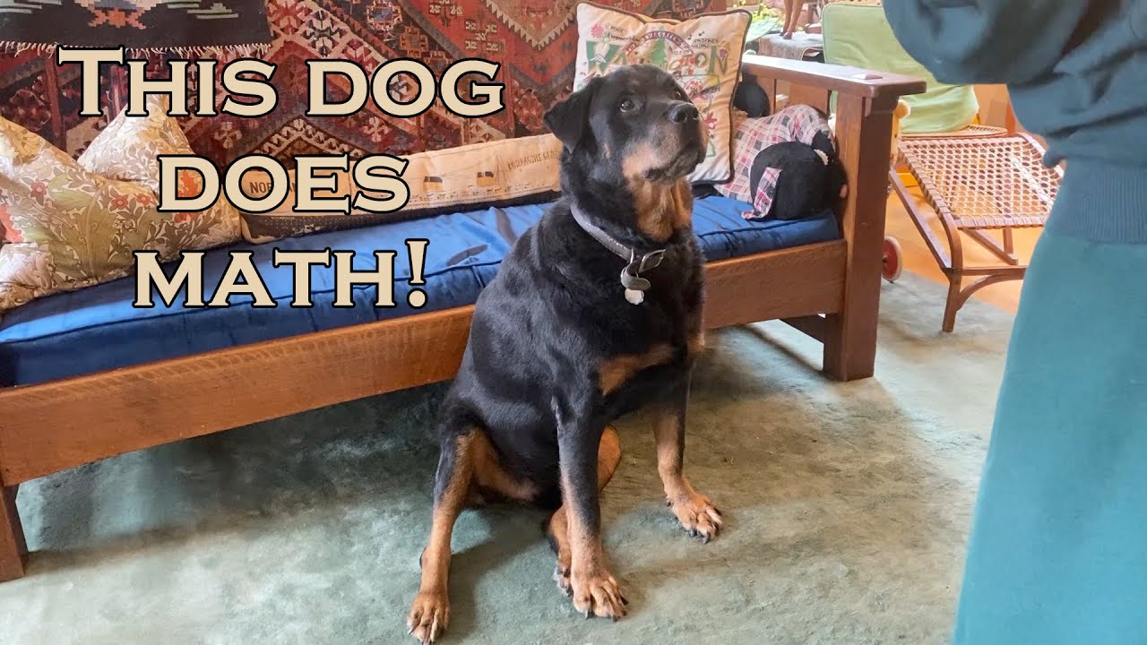 This Dog Does Math! - YouTube