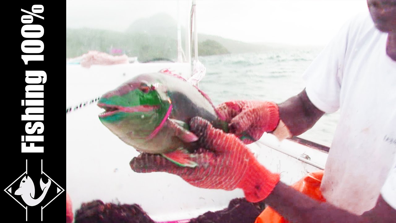 Traditional Fishing in Guadeloupe | France | Episode 1 - YouTube