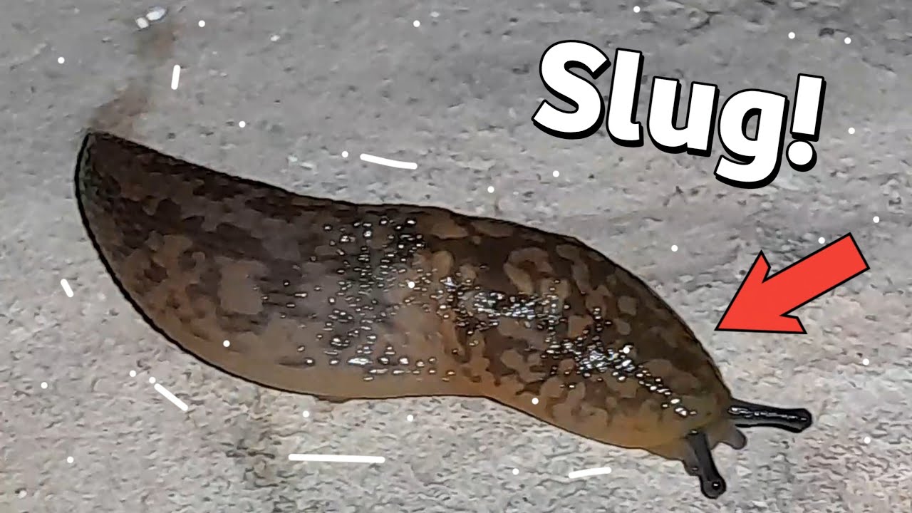 Slug, one of the strangest animals. What do you know about slugs? - YouTube
