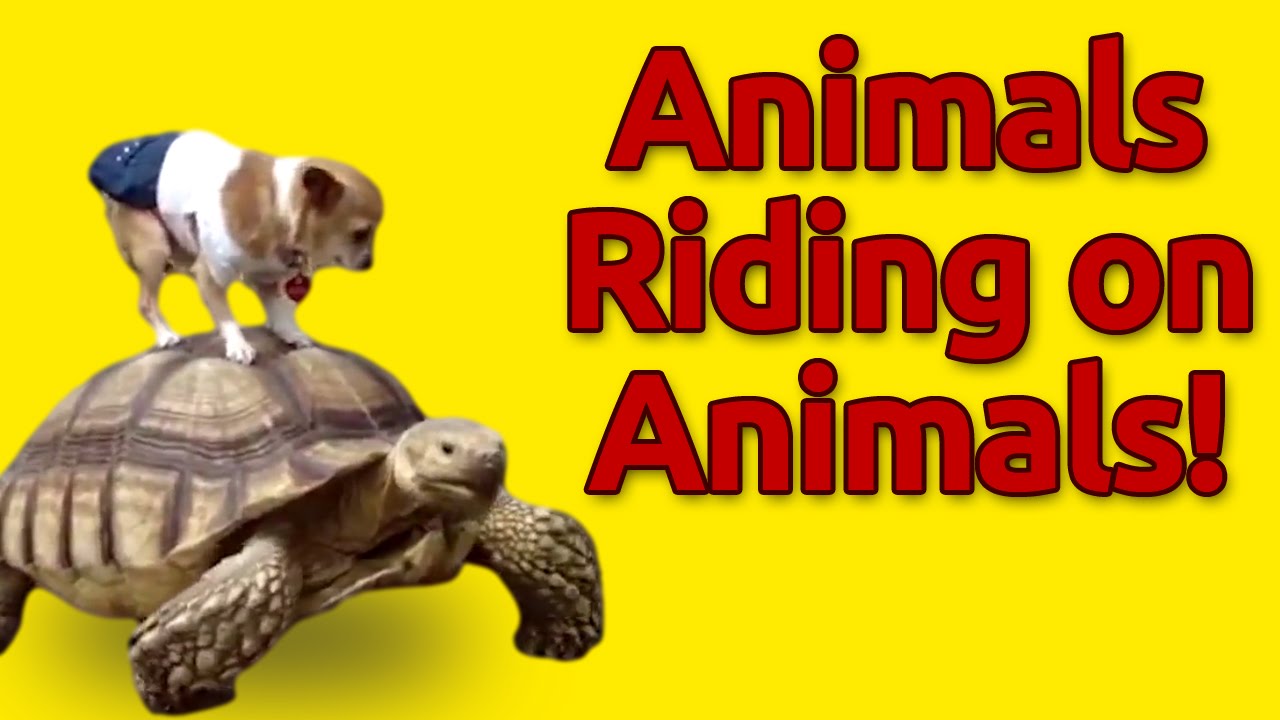 Animals Riding on Other Animals - YouTube