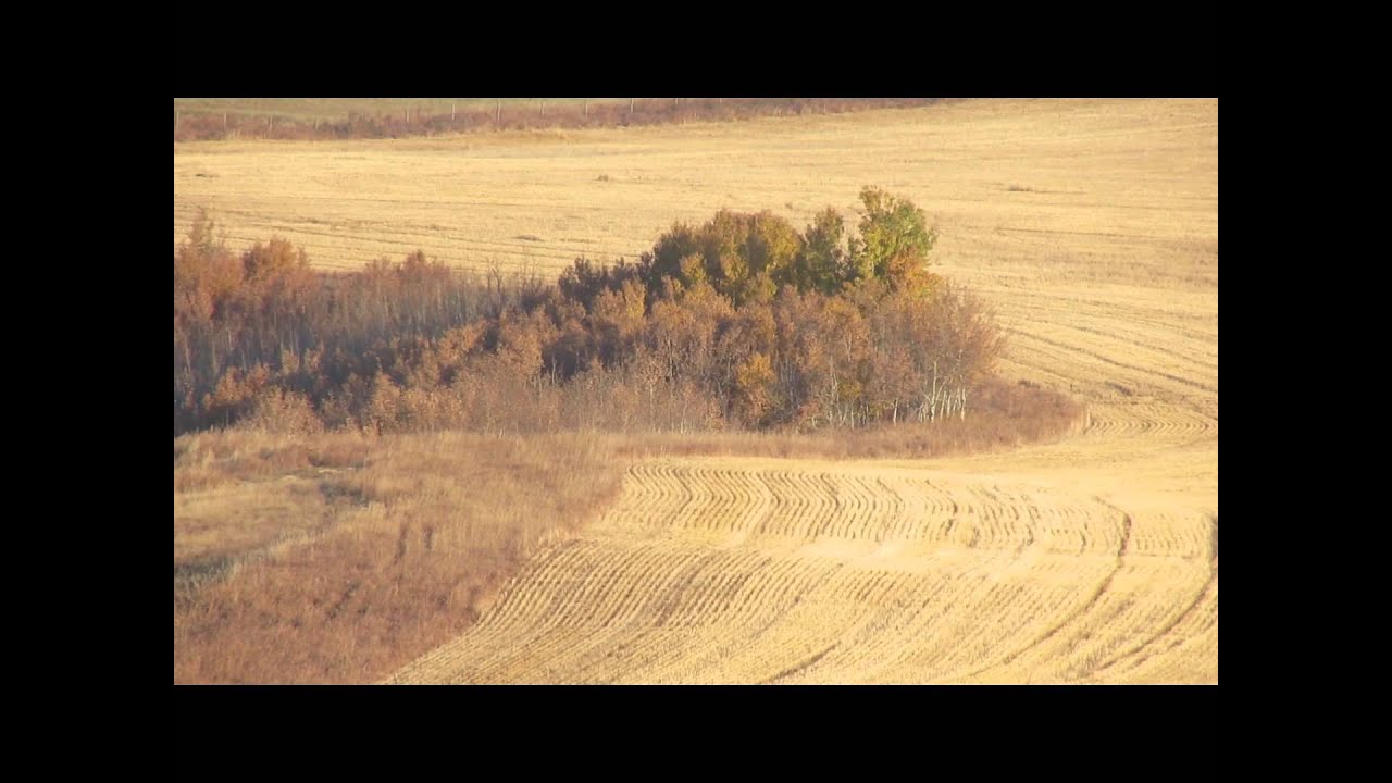 950 yard running coyote shot. - YouTube