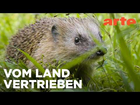 Heimliche Bewohner unserer Gärten | Wilde Tiere in der Stadt | ARTE Fernweh