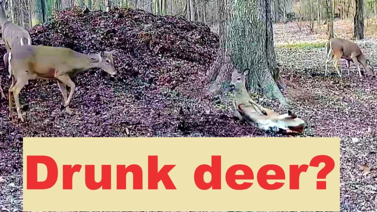 Are these deer falling down drunk, just playing or both? - YouTube