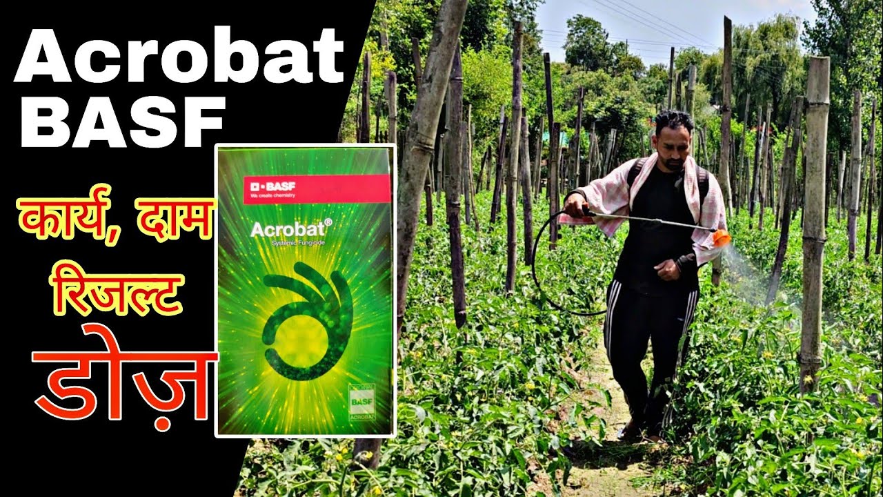 Acrobat | Systemic fungicide | Basf Fungicide | Dimethomorph50%wp ...