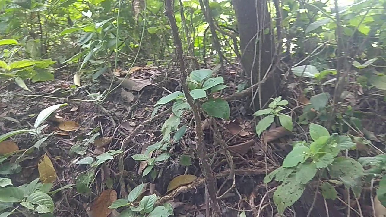 Neem Giloy Tree - YouTube