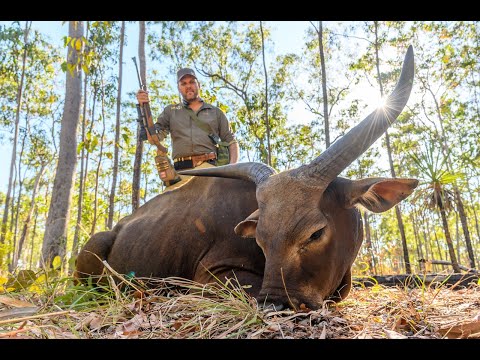 Hunting Banteng in Australia's Northern Territory
