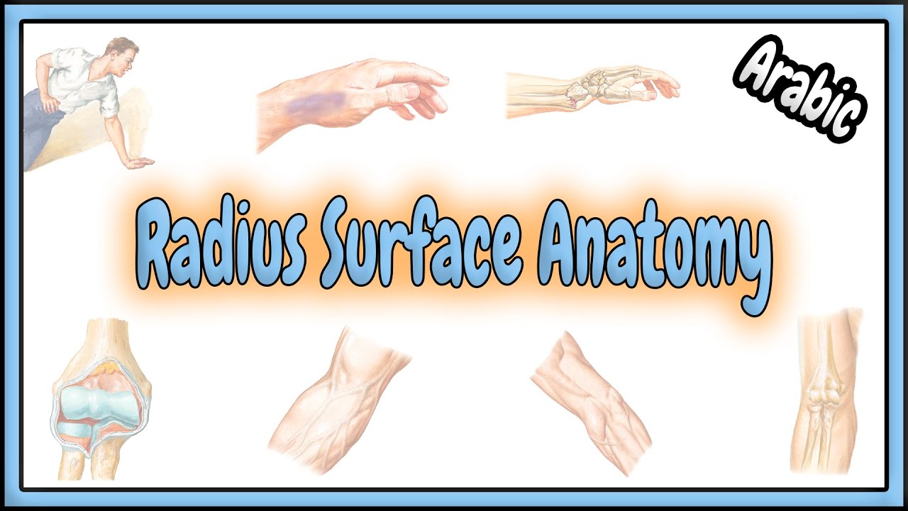 12. Radius Surface Anatomy || عربي - YouTube