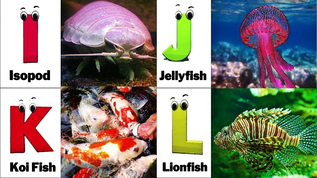 ABC Land and Sea Animals song | Animals Song | Learn Alphabets, # ...