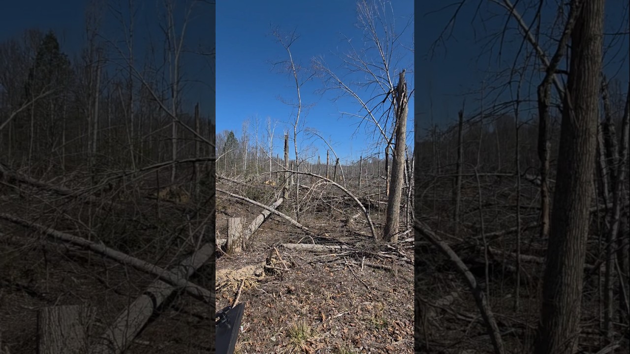 Daniel Boone Storm Damage - YouTube