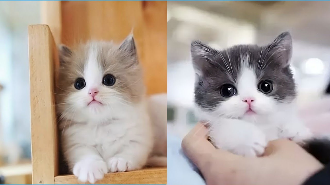 Baby Cats - Cute and Funny Cat Videos Compilation #3 | Chocolaty ...