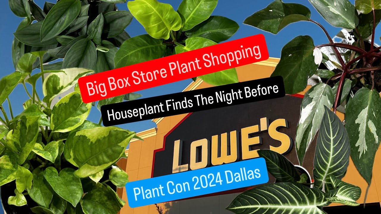 Big Box Store Plant Shopping Lowe's Houseplants Night Before Plant Con ...