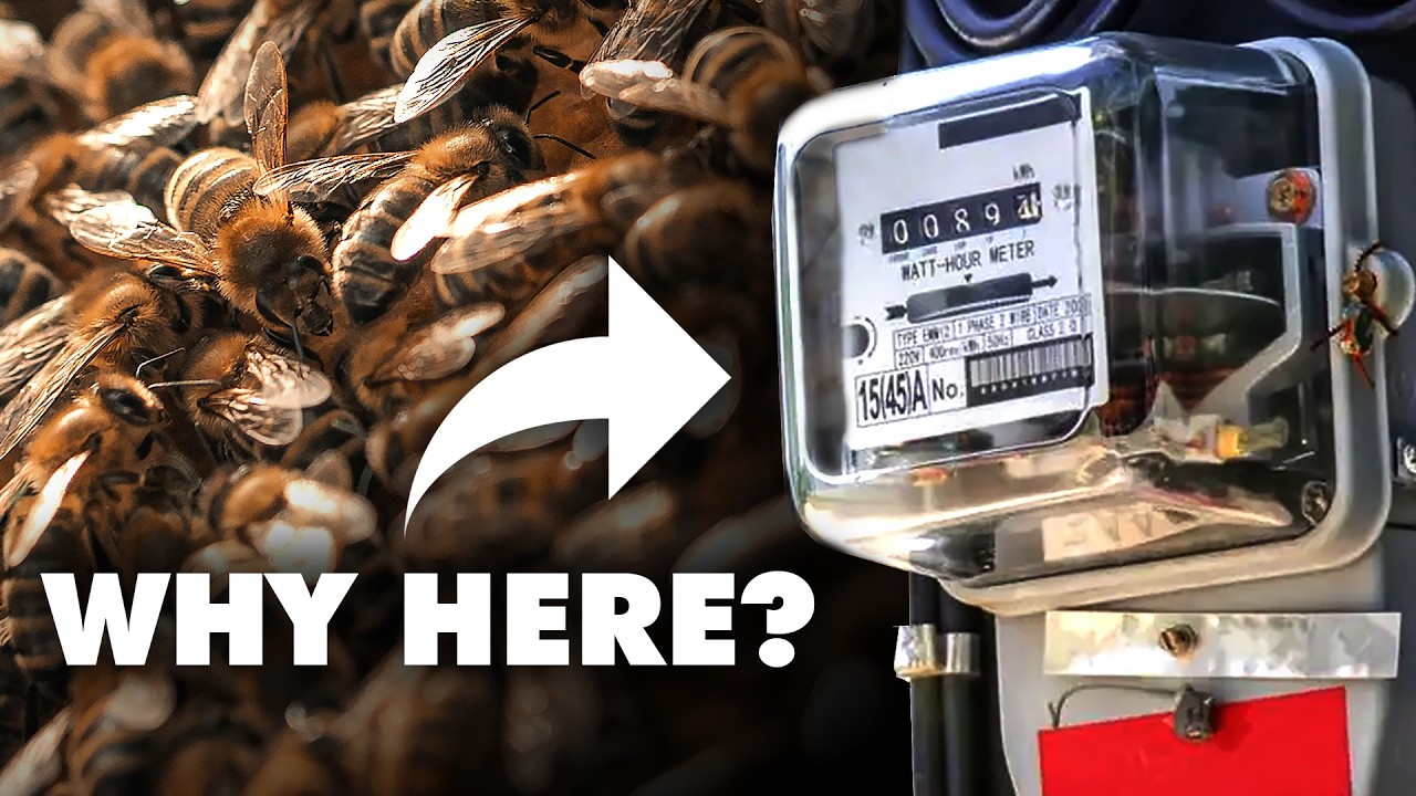 Why Would Bees Choose A Power Meter Box? - YouTube