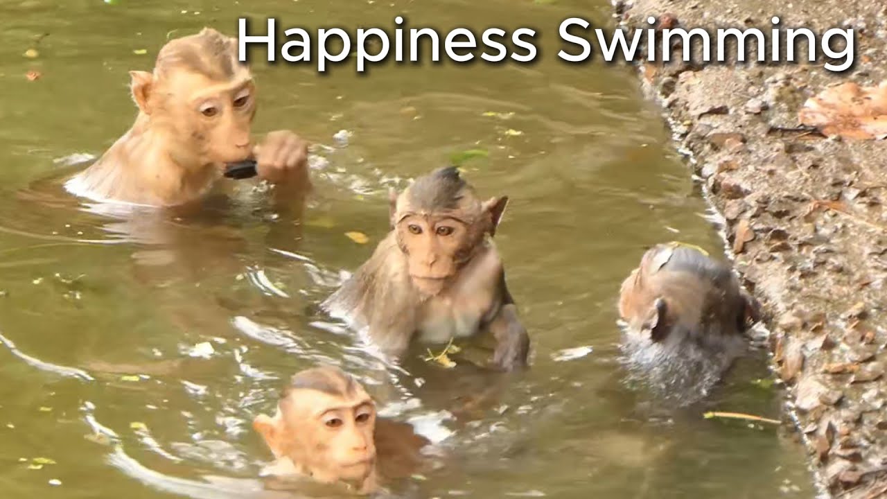 Big Heritage Swimming For , Leo, Royston, Rainbow , Wild monkey can ...
