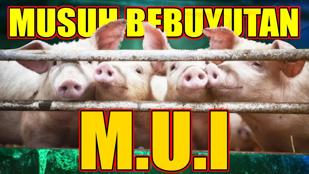 BABI SELALU JADI MUSUH M.U.I || FATWA MUI MEMBUAT KEMUNDURAN NEGRI INI ...