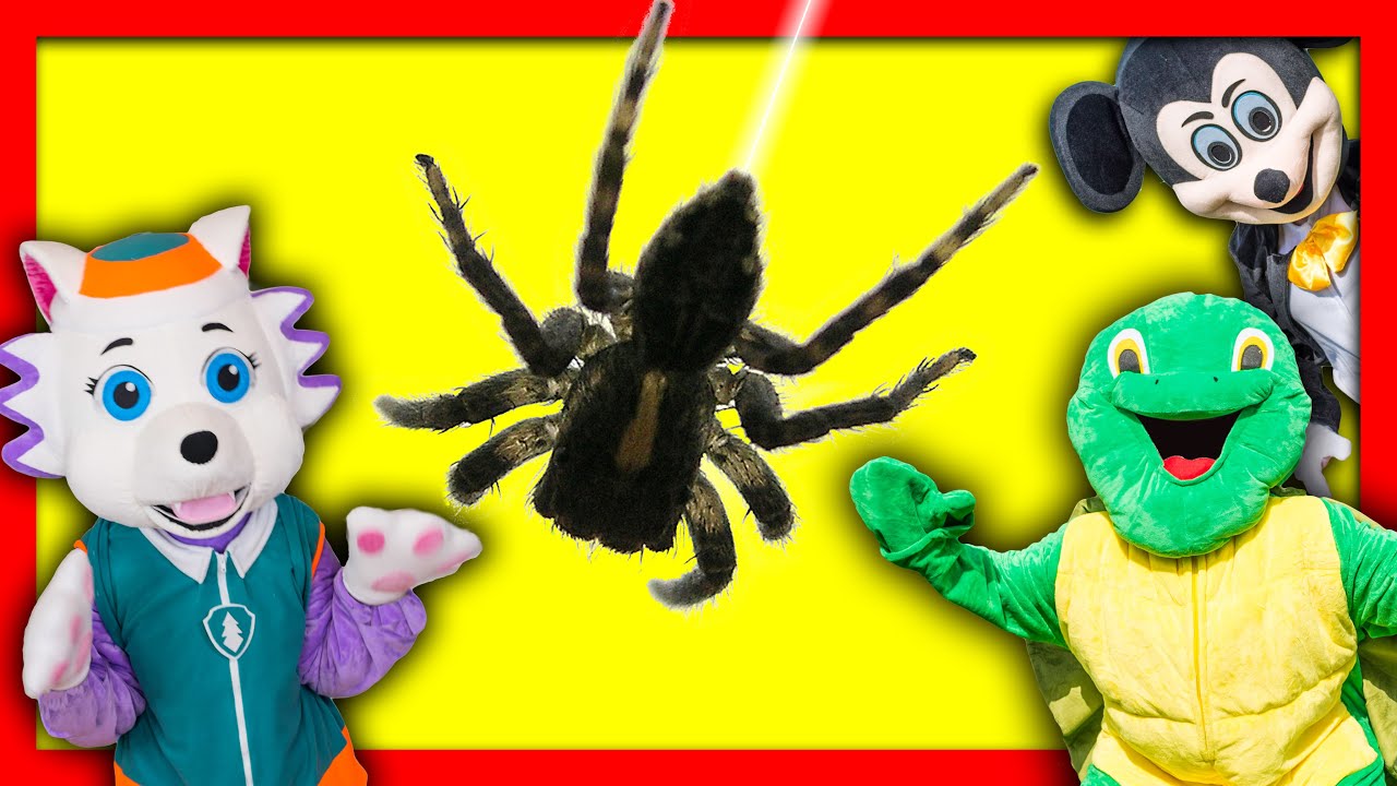 Mickey Mouse has Fun with Paw Patrol and a Spider Toy - YouTube