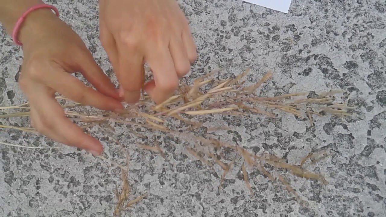 How to Collect Broccoli Seeds - YouTube