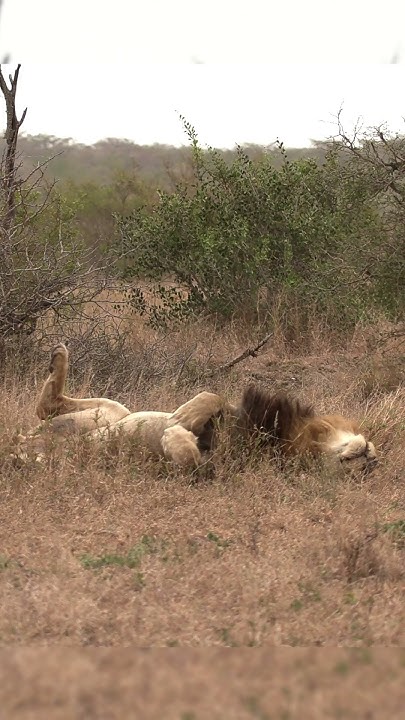 Lazy Lion Rolls over #wildlife #animals #cat #nature #lion - YouTube