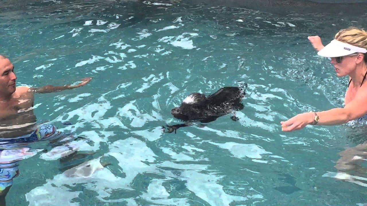 Mini pigs swimming! - YouTube