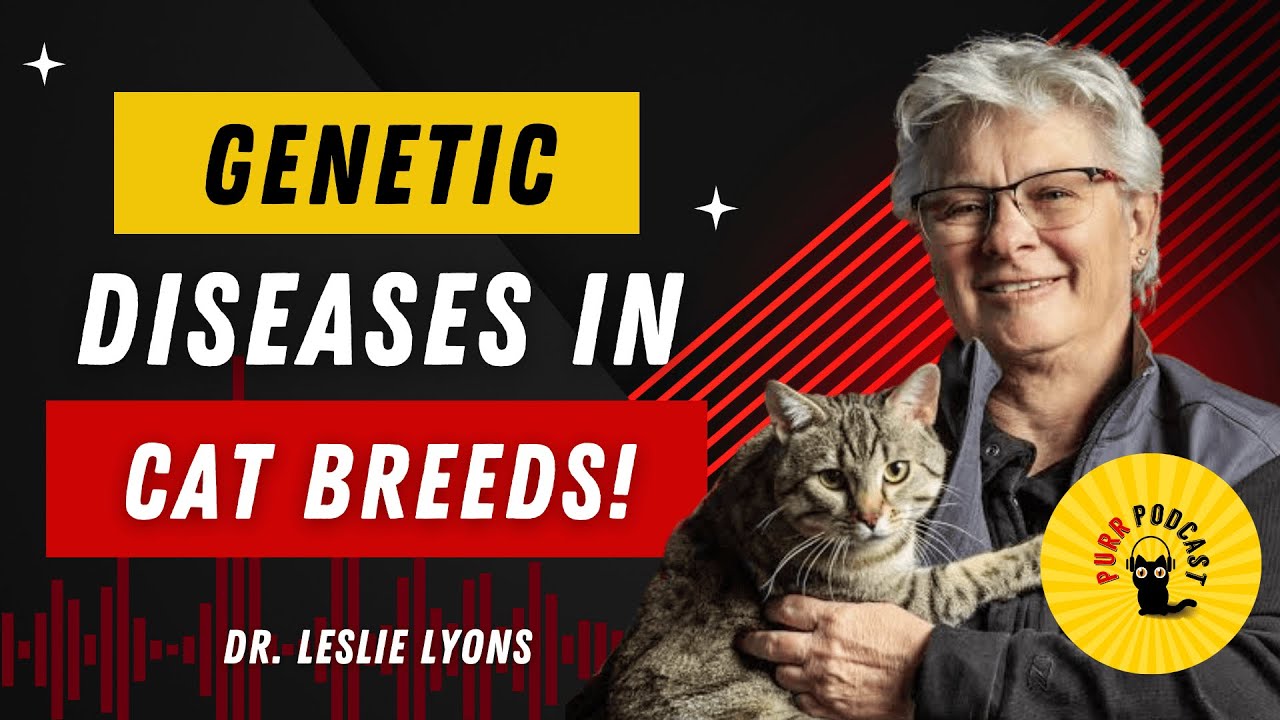 Genetic diseases in specific cat breeds with Dr. Leslie Lyons - Purr ...