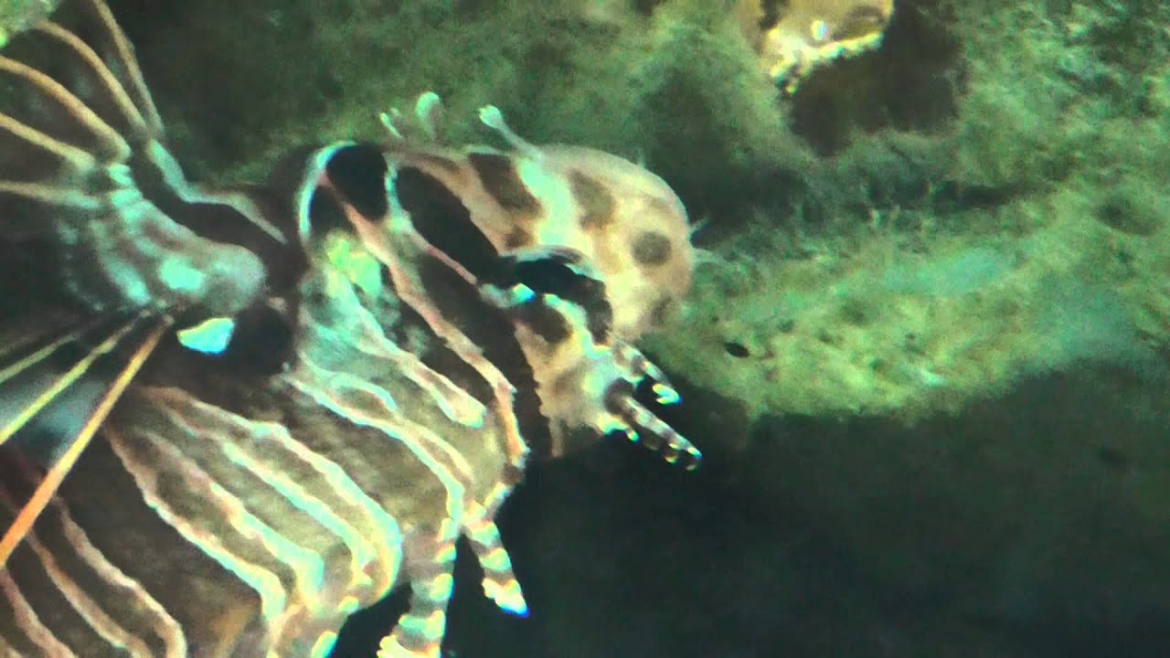 Raggedfin lionfish at london zoo - YouTube