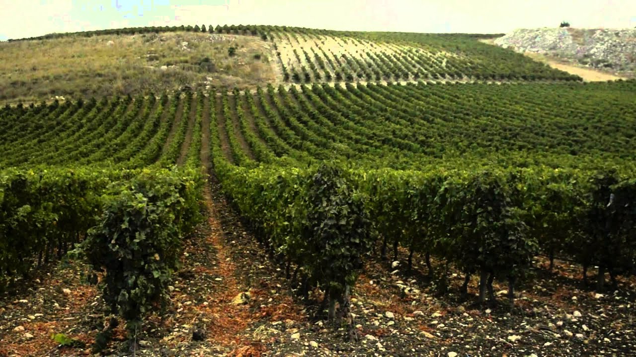 Planeta Winery - Italy - Sicily - YouTube
