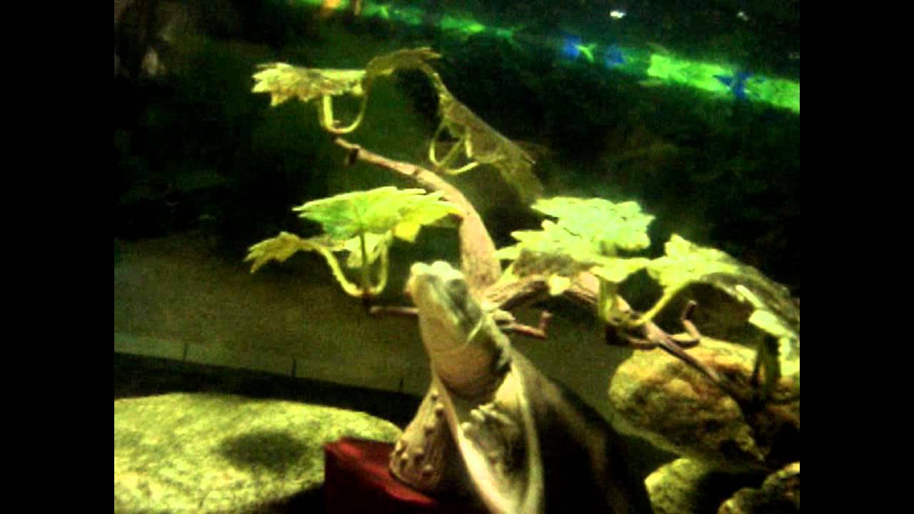 Softshell Turtle Nodding. - YouTube