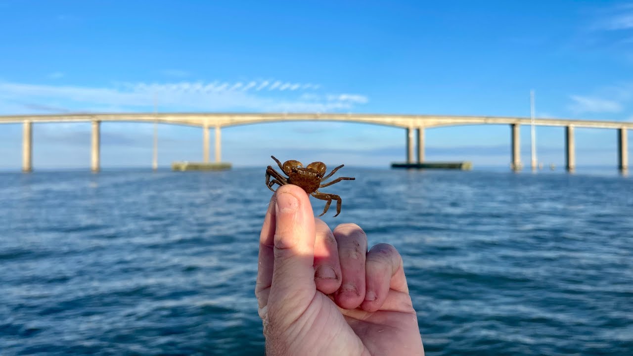 Catching Fish EVERY CAST Around This HUGE Bridge Using Live Crabs ...