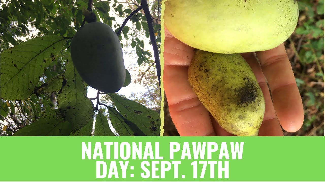 National Pawpaw Day! - YouTube