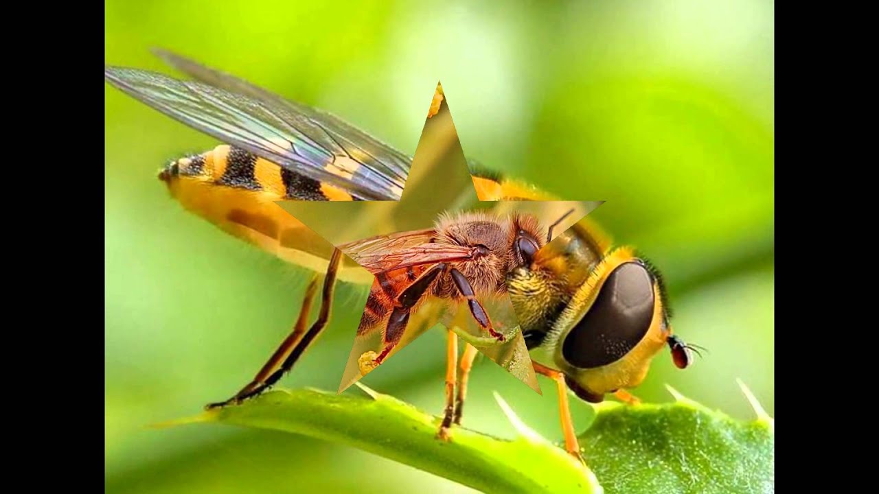 Beez Beez and BEEZ - YouTube