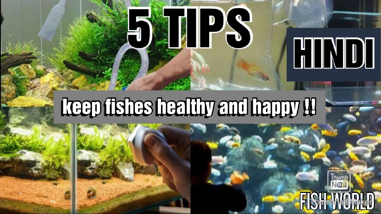 How to keep fishes HEALTHY and HAPPY !! 5 TIPS that will keep your fish ...