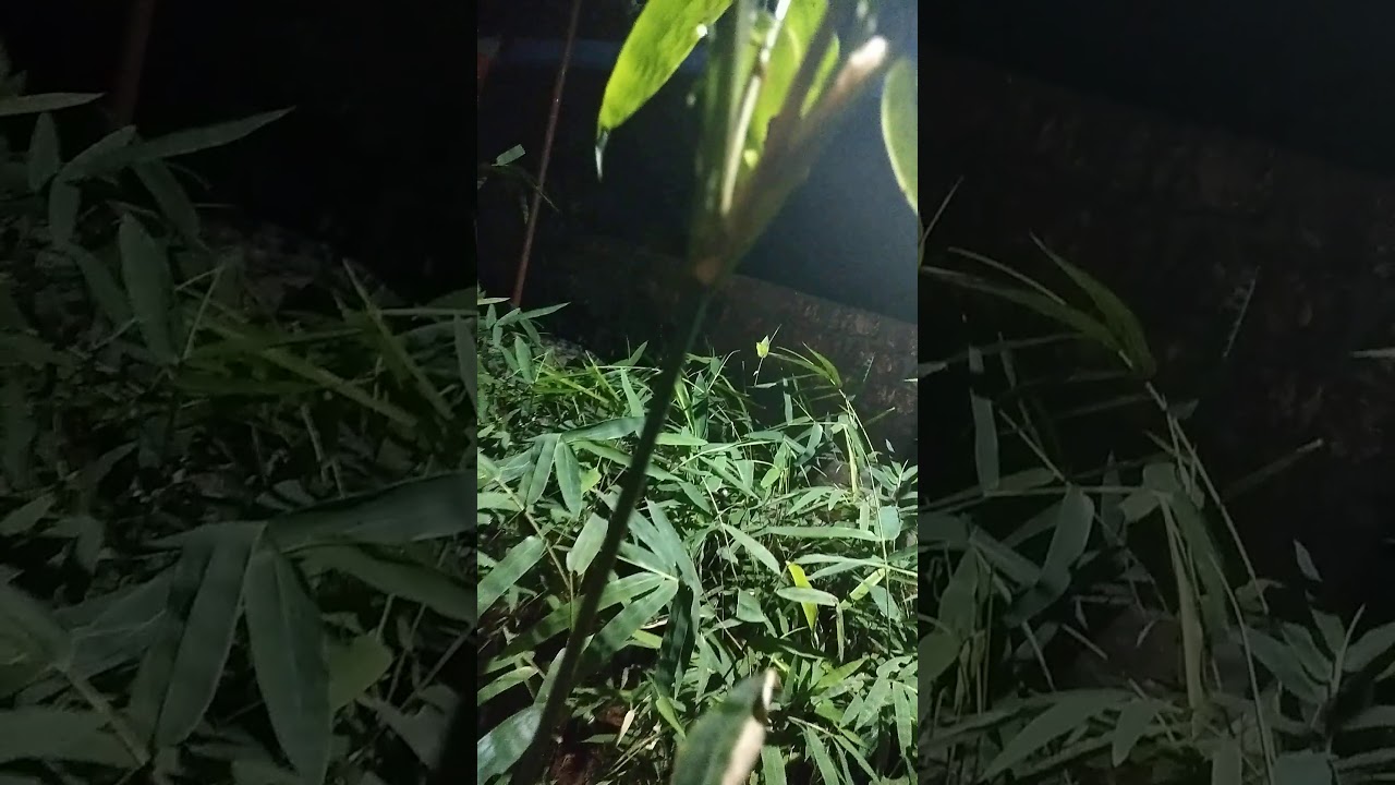 Bamboo bittu manvel. - YouTube