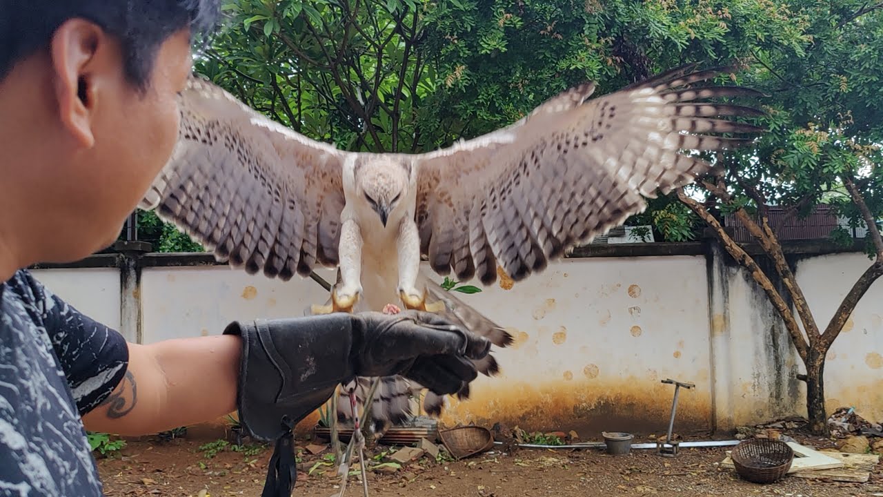 Here is What's Good About training hawk eagle, Bird Lover. - YouTube