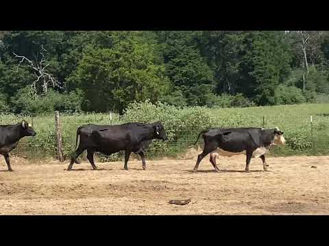 18-20 Hd with more available. Turn out cattle, heavy bred. Worked and ...