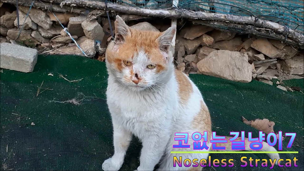 코 없는 길냥이 7 ( Noseless stray cat 7 ) - YouTube