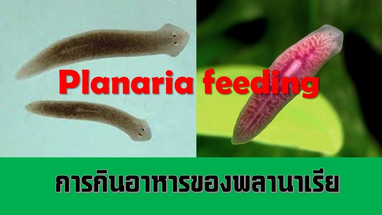 Planaria feeding การกินอาหารของพลานาเรีย - YouTube