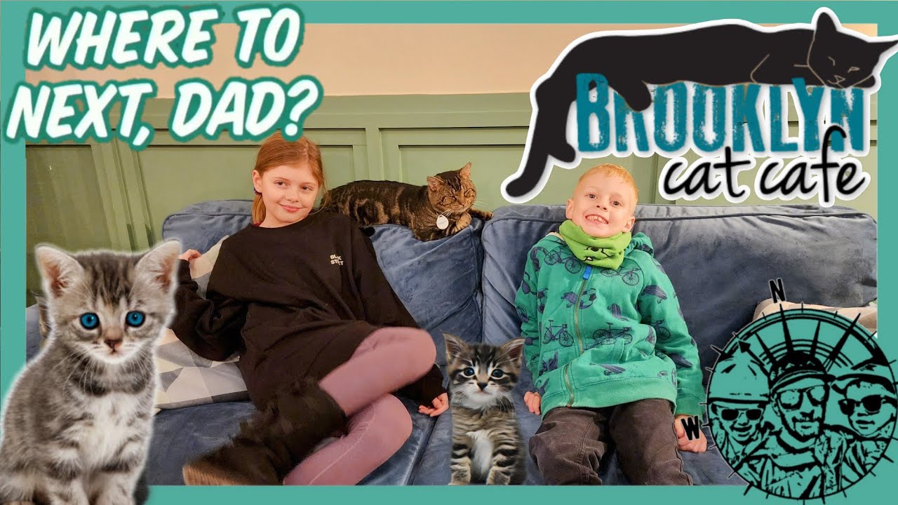 🐱 Back at Brooklyn Cat Cafe | Kid-friendly spot providing hands-on ...
