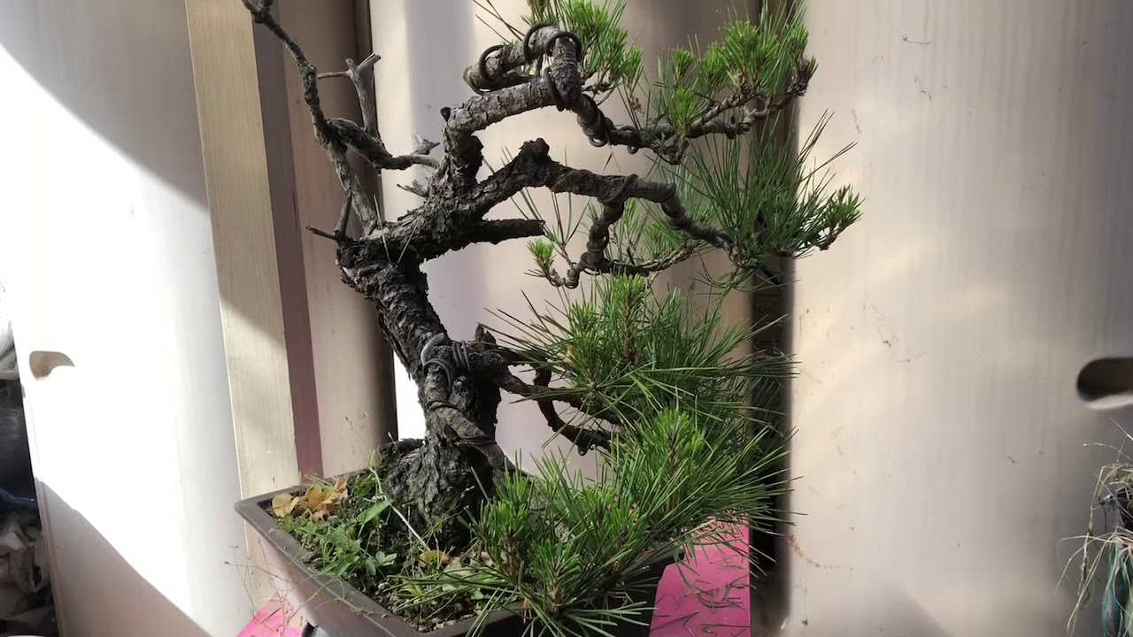 How to bud select and needle pluck Japanese black pine bonsai autumn ...