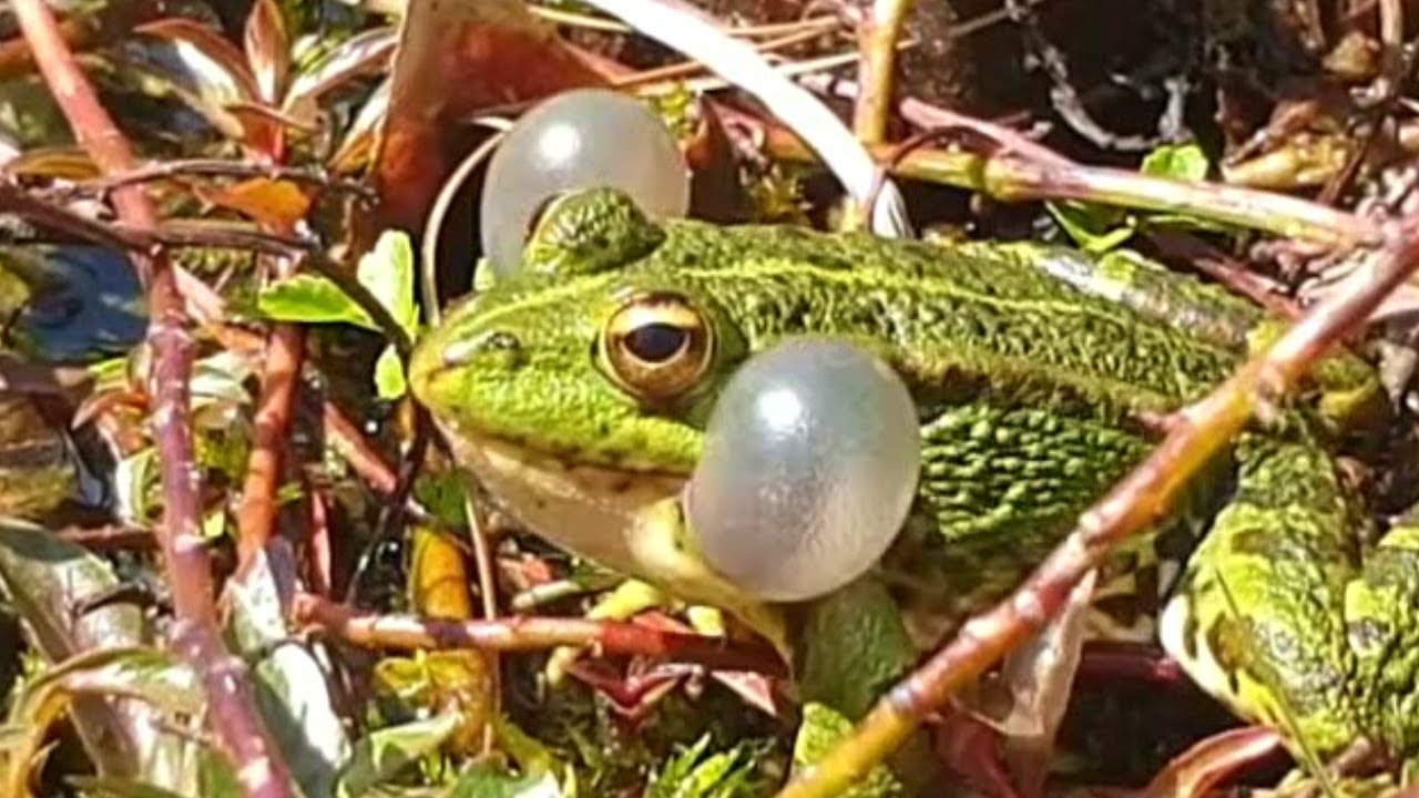 Ranas Peleando, Cantando, Croando y Saltando - YouTube